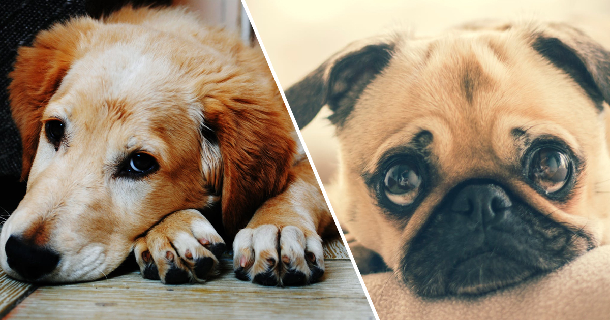 Yelling At Your Dogs Traumatises Them Long-Term, Says New Study ...